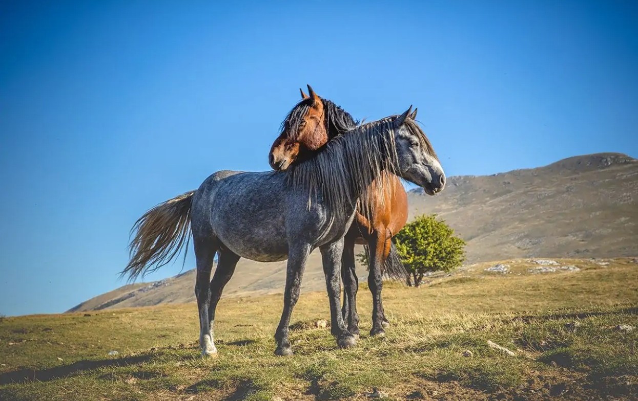 Events from septembar 5 – 27/11/2026 – Alma Mons Adventures